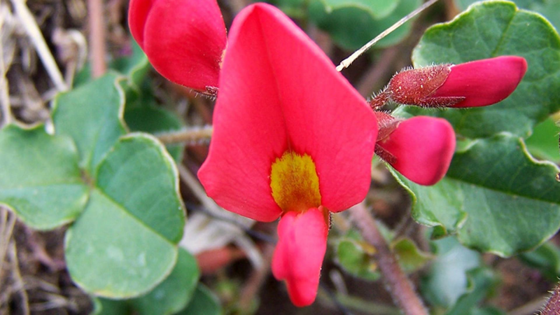 Running postman | plantselector.warrnambool.vic.gov.au Running postman | plantselector.warrnambool.vic.gov.au